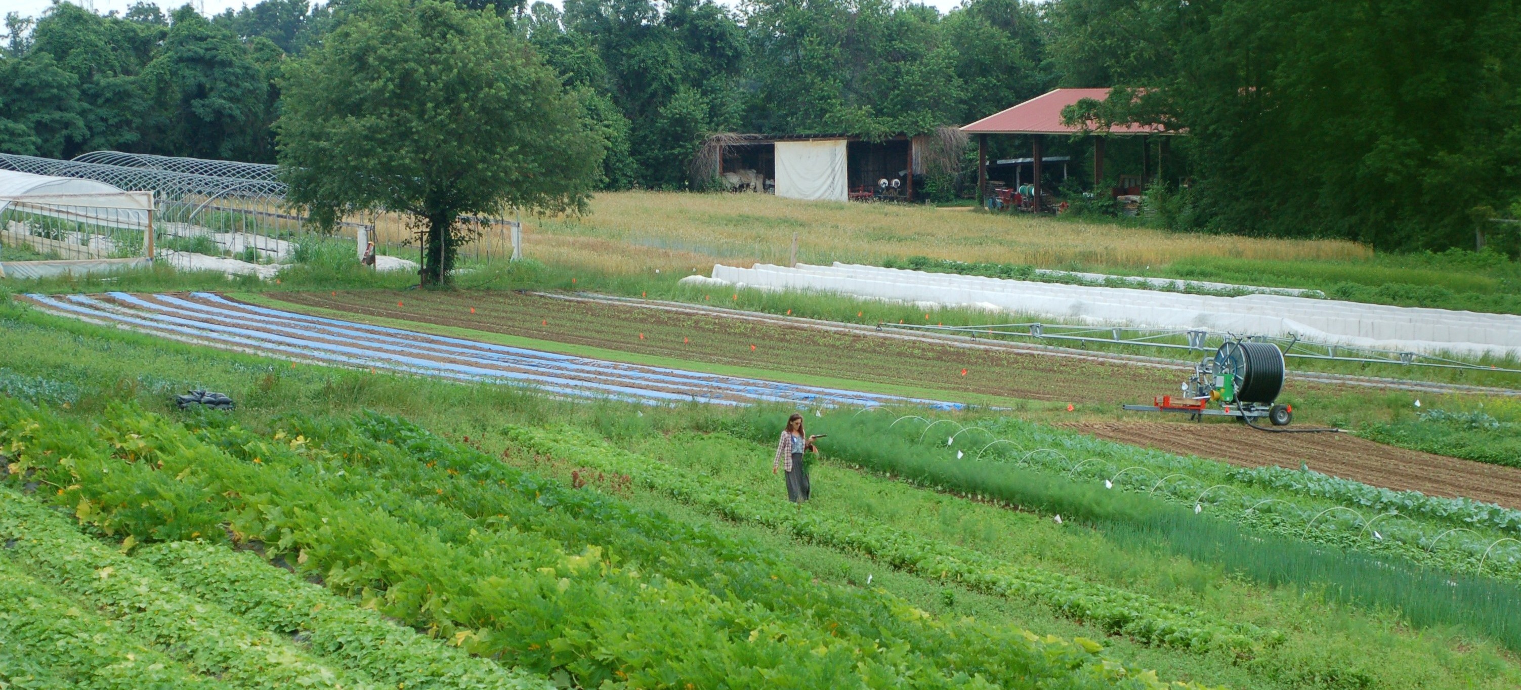 NEXT STEP PRODUCE – Committed to Growing Nourishing Food in Harmony ...
