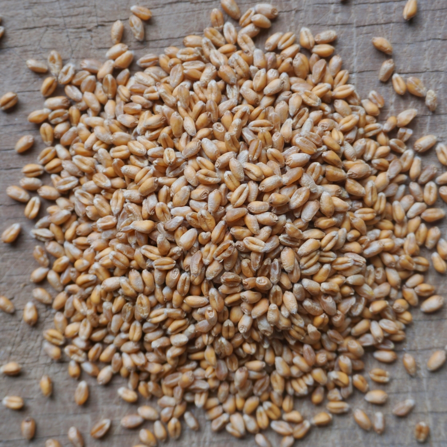 Wheat