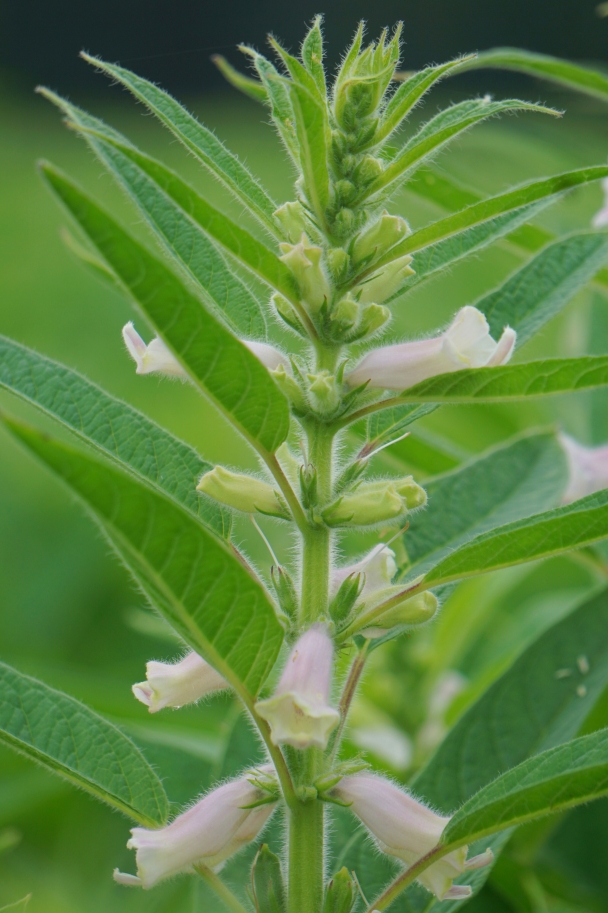 Sesame seeds – Next Step Produce
