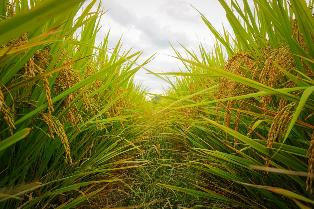 COMMITTED TO GROWING NOURISHING FOOD IN HARMONY WITH NATURE